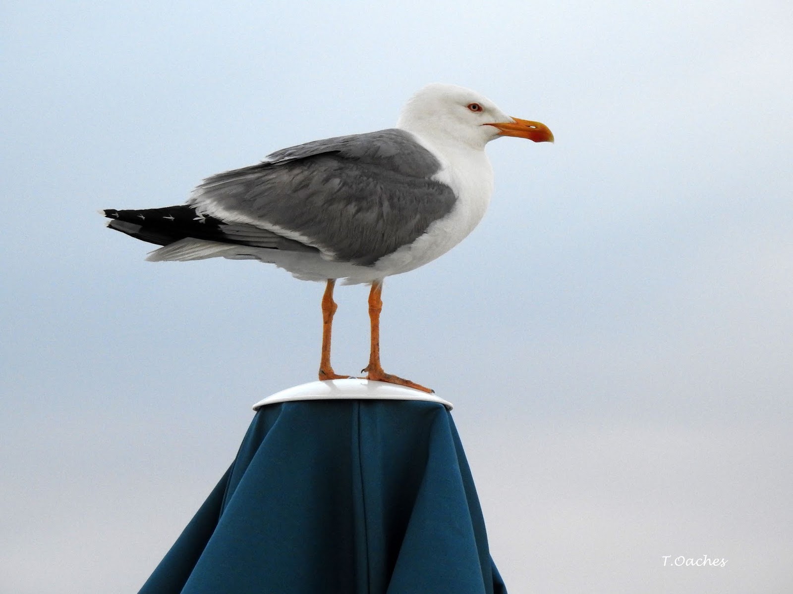 PASARI DIN ROMANIA: PESCARUS CU PICIOARE GALBENE, Larus michahellis
