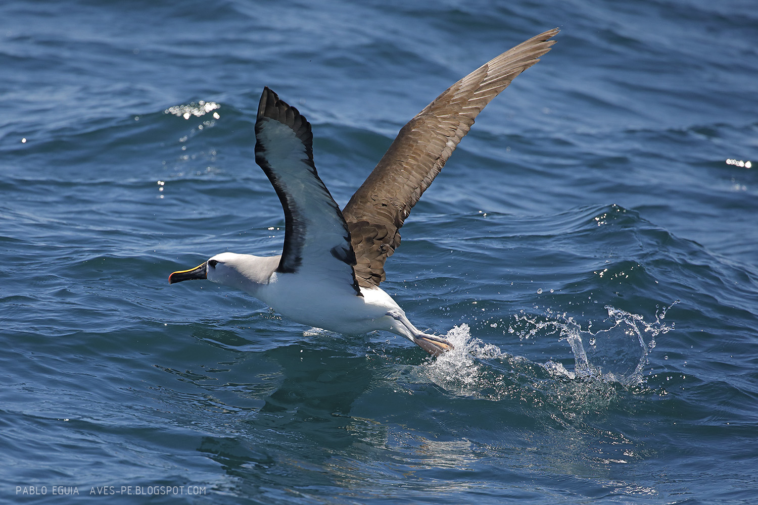 mis fotos de aves: Albatros Pico Fino Thalassarche chlororhynchos ...