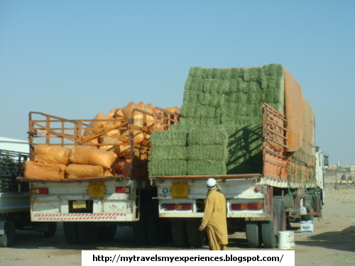 My Travels,My Experiences: Tents and Camels at Sulaibiya-Kabd road,Kuwait