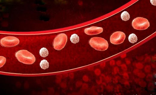 Quantos litros de sangue tem o corpo humano? ~ Curiosos