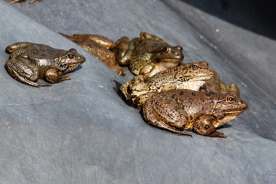 Ερπετά και αμφίβια της Κύπρου - Reptiles and amphibians of Cyprus by ...