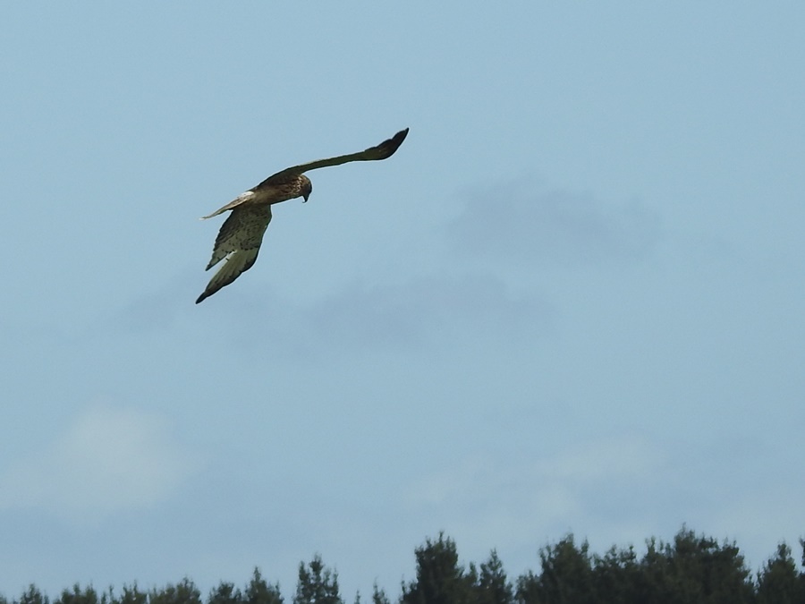 photographing New Zealand: New Zealand harrier hawk