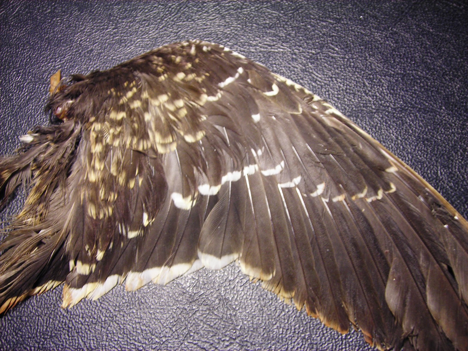 Derby Cathedral Peregrine Project - 2022: Polski