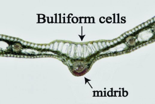STRUKTUR DAN FUNGSI JARINGAN TUMBUHAN - Science for Junior High School