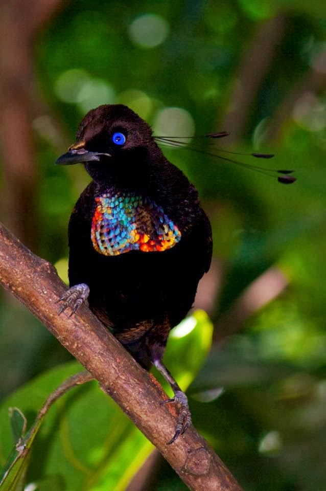 Most Terrifying & Amazing Creatures on Earth....: Awesome Dancing Bird ...