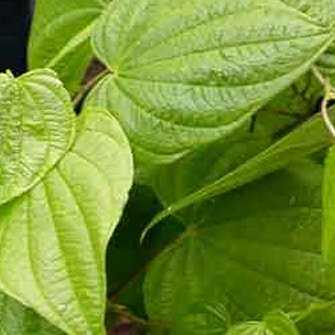 MALINALLI · herbolaria médica: COCOLMECA, ÑAME, BARBASCO, CABEZA DE ...