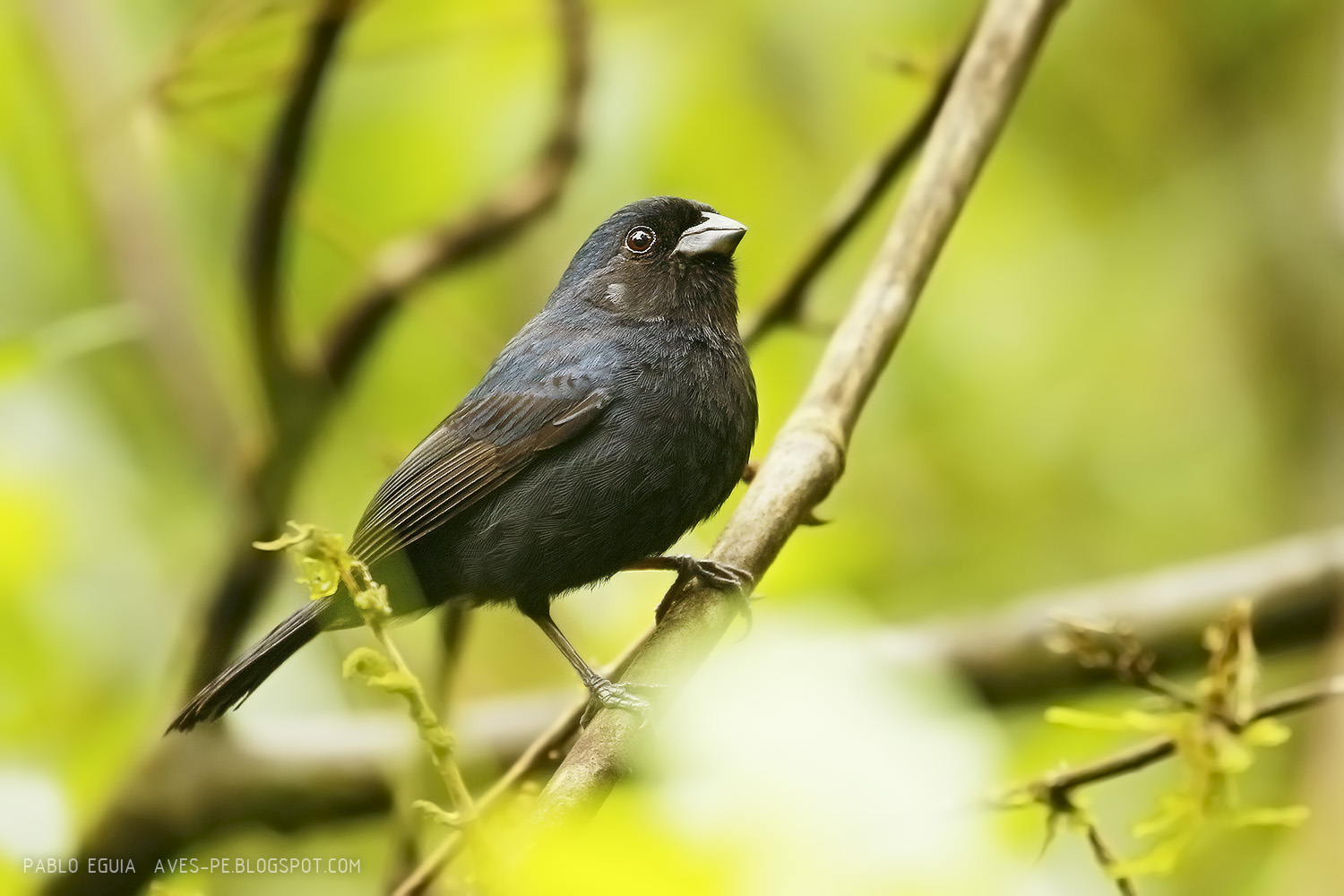 mis fotos de aves: Amaurospiza moesta Reinamora Enana Blue Seedeater