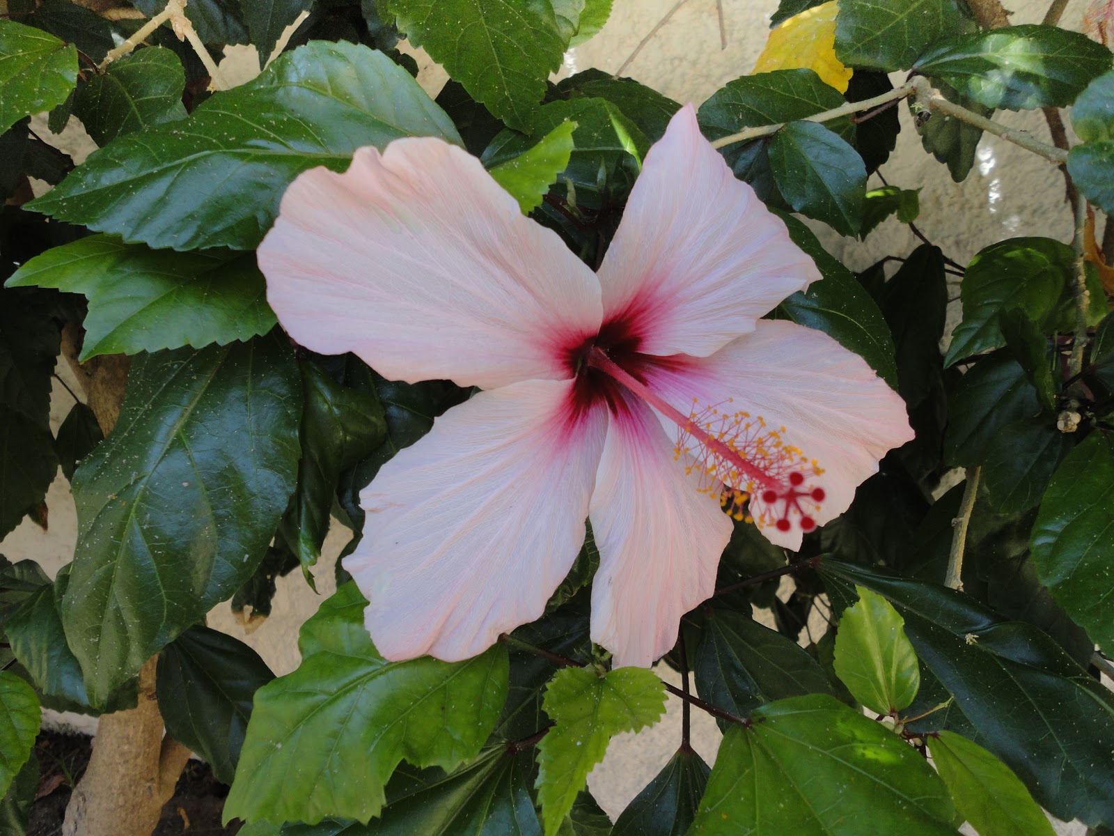 l'Erborista con la Reflex: Flora calabrese