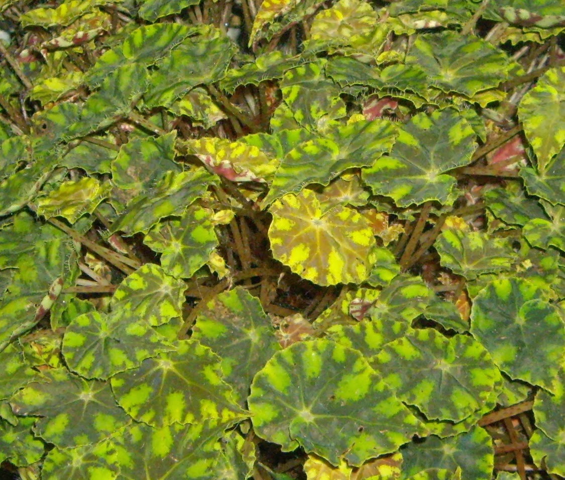 La Mar de VeRde: BEGONIA BOWERI O BEGONIA