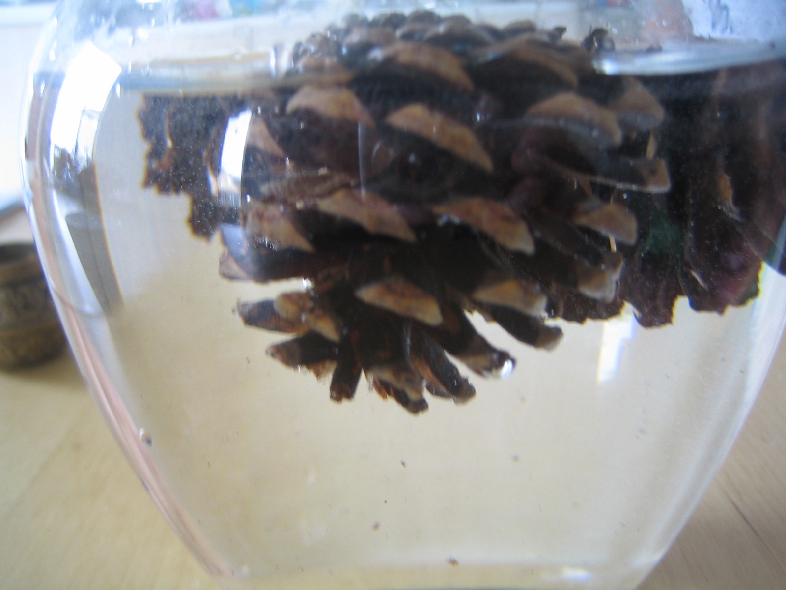 Umamah Learning Academy: Pine Cone Experiment