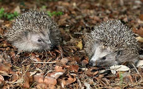 Amazing Hedgehog - Hedgehogs Facts, Photos, Information, Habitats, News ...