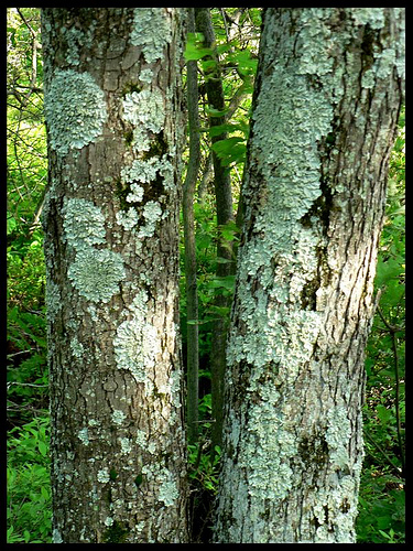 Science in the woods.: Lichens