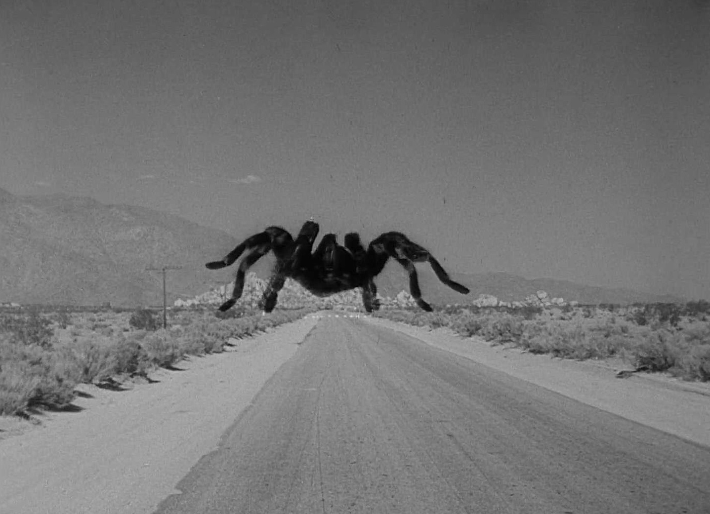 Hubbs Movie Reviews: Tarantula (1955)