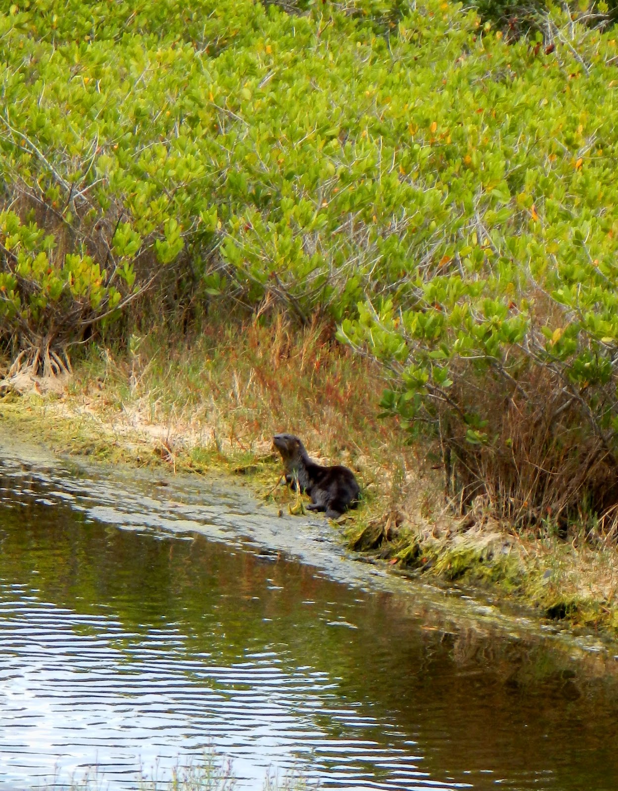 Tales From a Wandering Albatross: Defecating River Otter "Made My Day."