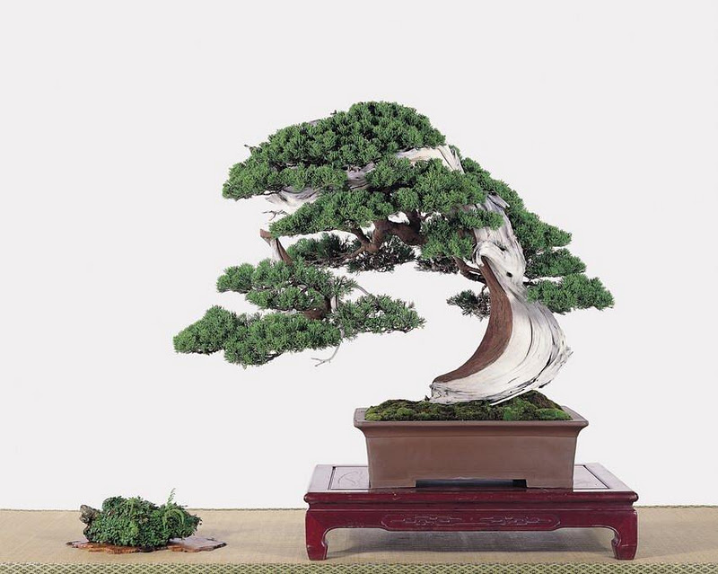 Kintall: TAIWAN BONSAI JUNIPERUS