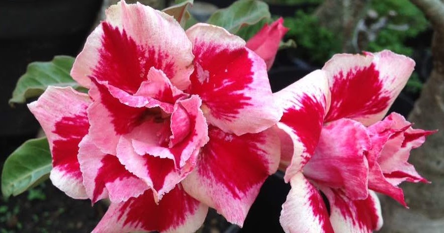 MULYA ADENIUM: Adenium Bunga Tumpuk Chok Am Nuay-Heaven-Blue Pioneer