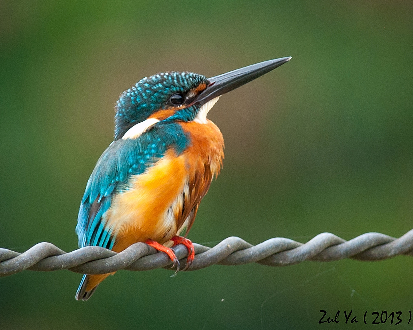 Zul Ya Birds Of Peninsular Malaysia Happy New Year 2013 Common