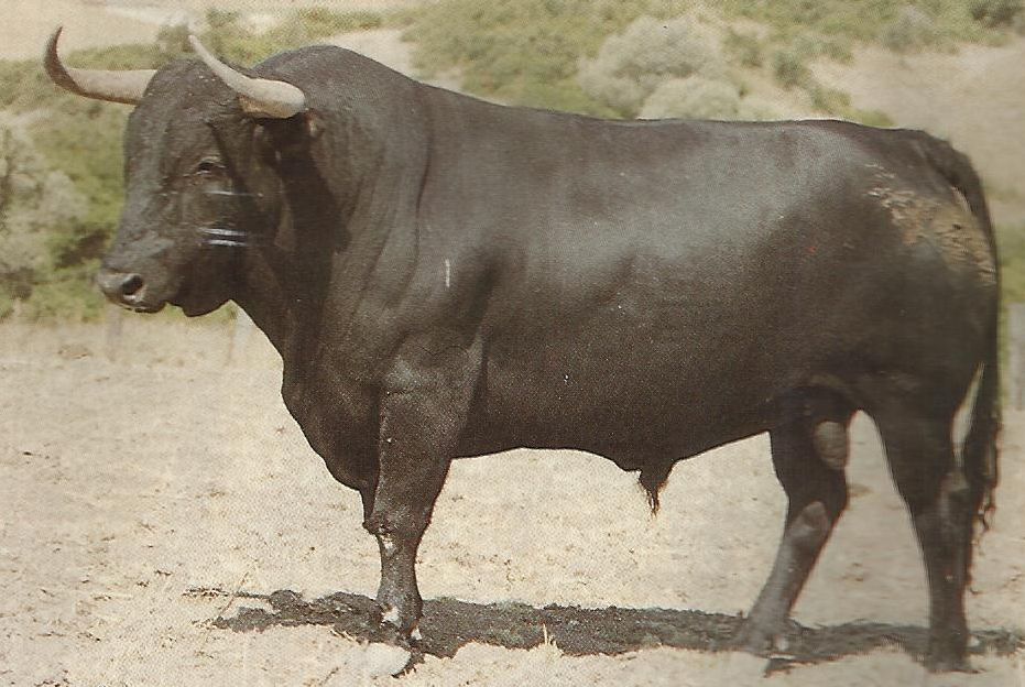 Blanco y Oro: * Clasificación de los toros por su exterior y ...