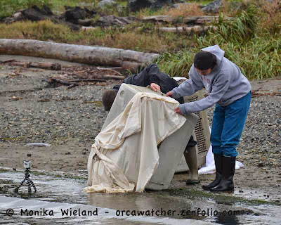 Orca Watcher: Wolf Hollow Harbor Seal Release