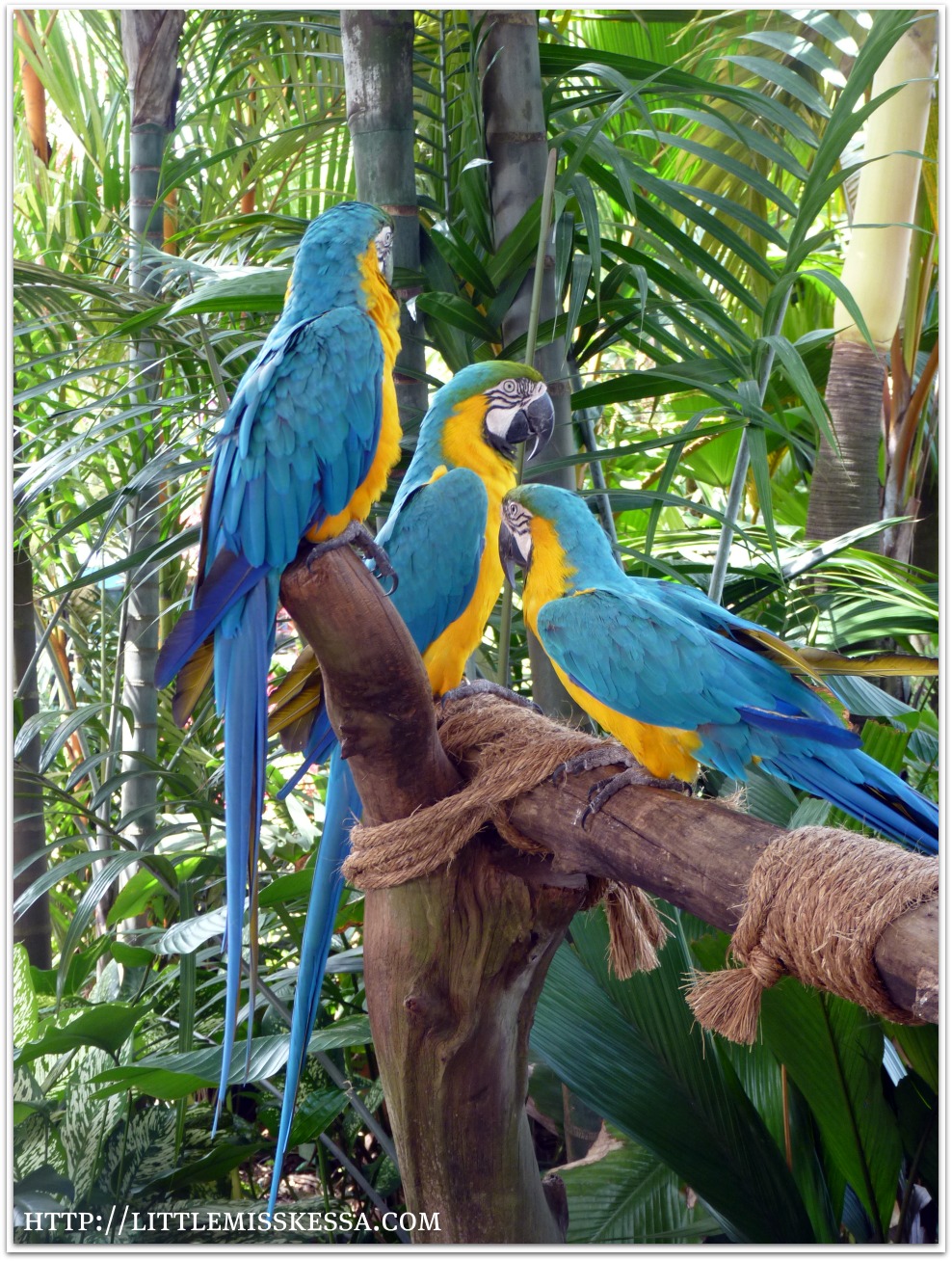 Jurong Bird Park Singapore - A Day In The Life Of This Miss