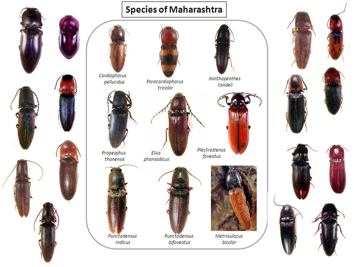 click beetle photos and figures: Click beetle photos and drawings