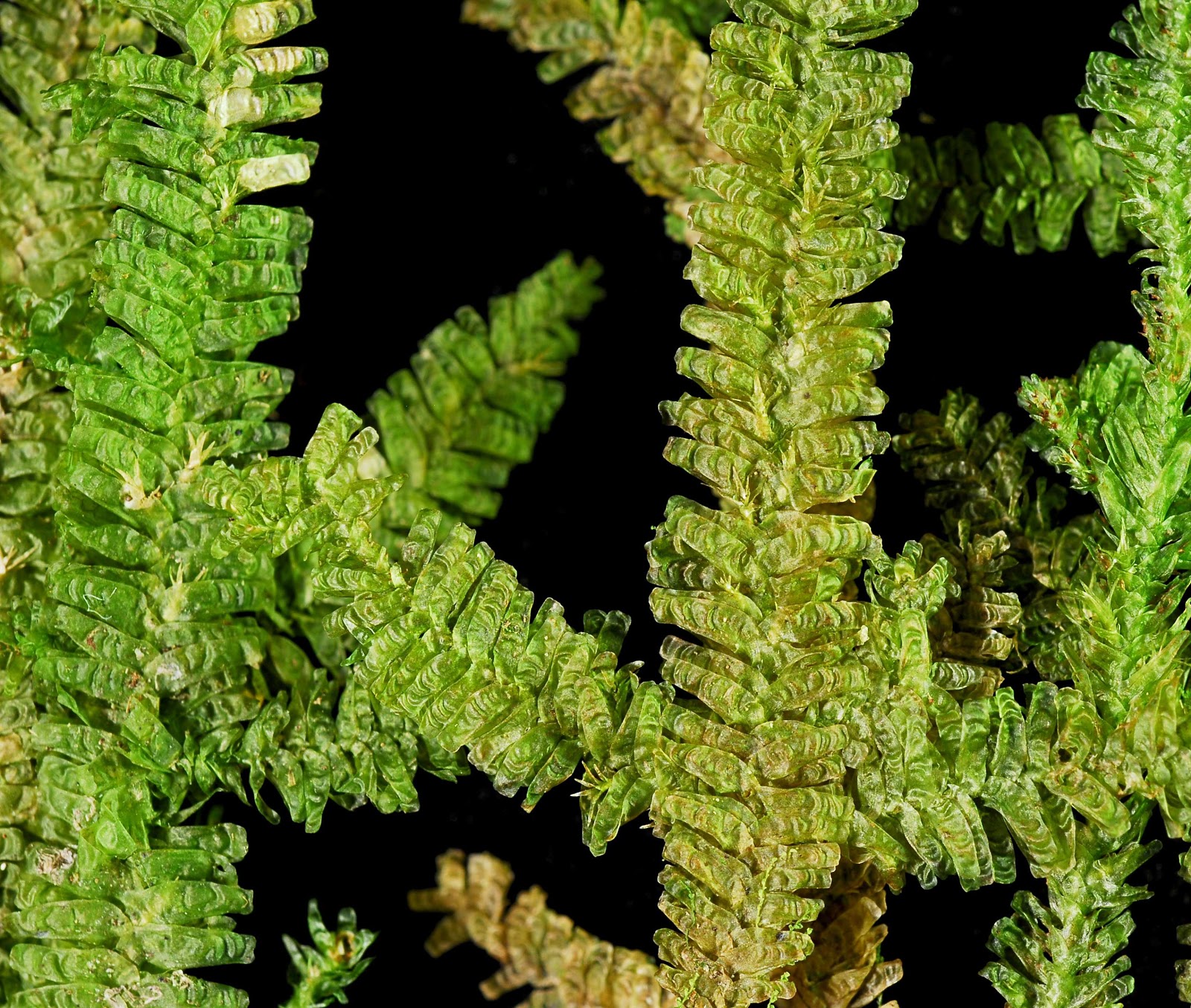 MOVECLIM: Guadeloupe