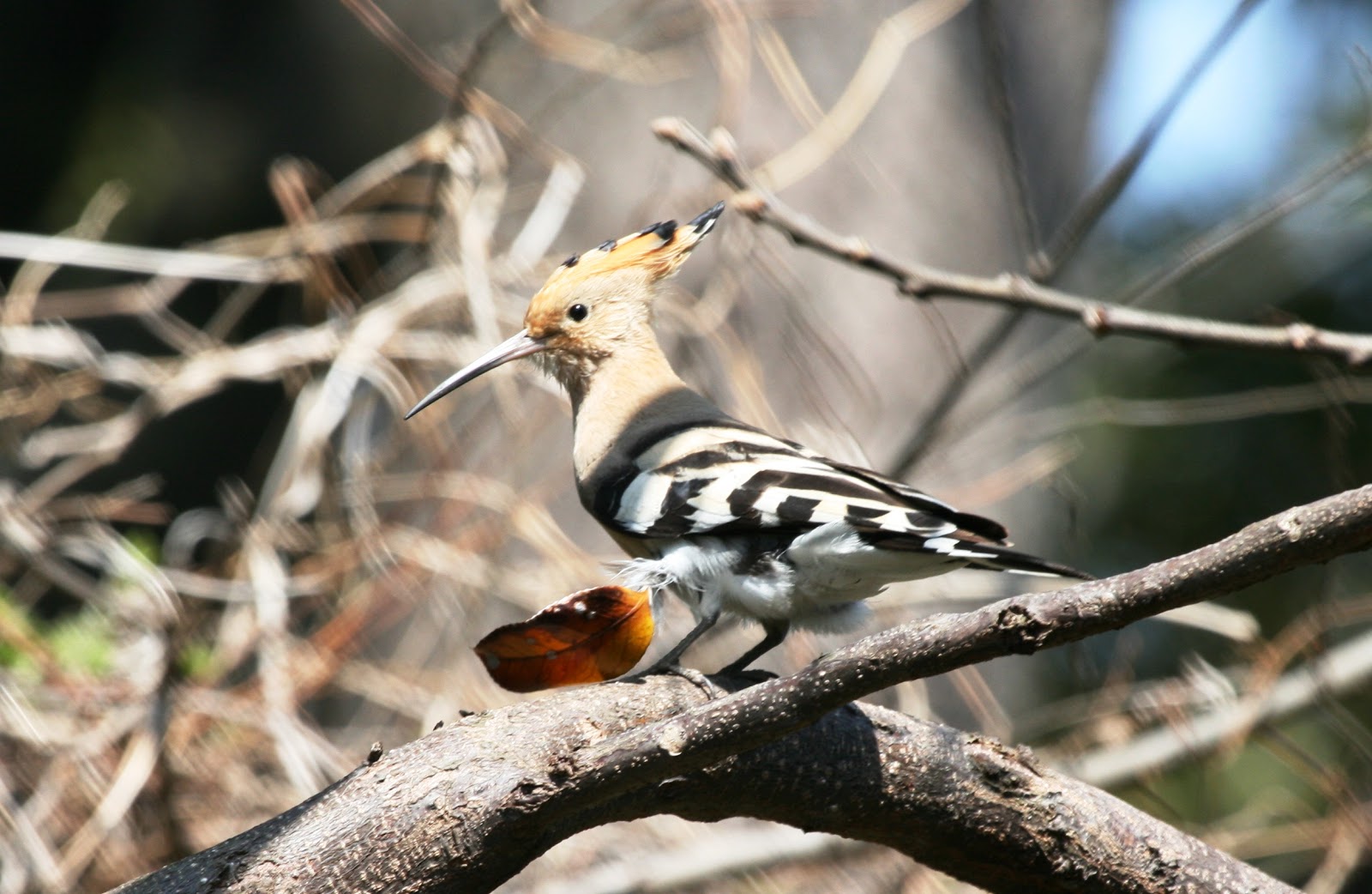 Snowy Owl Lost: Eurasian Hoopoe