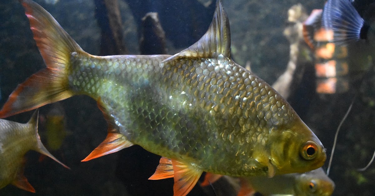 ZOOTOGRAFIANDO (6.100 ANIMALS): ESTAÑO DE COLA ROJA / RED TAILED ...