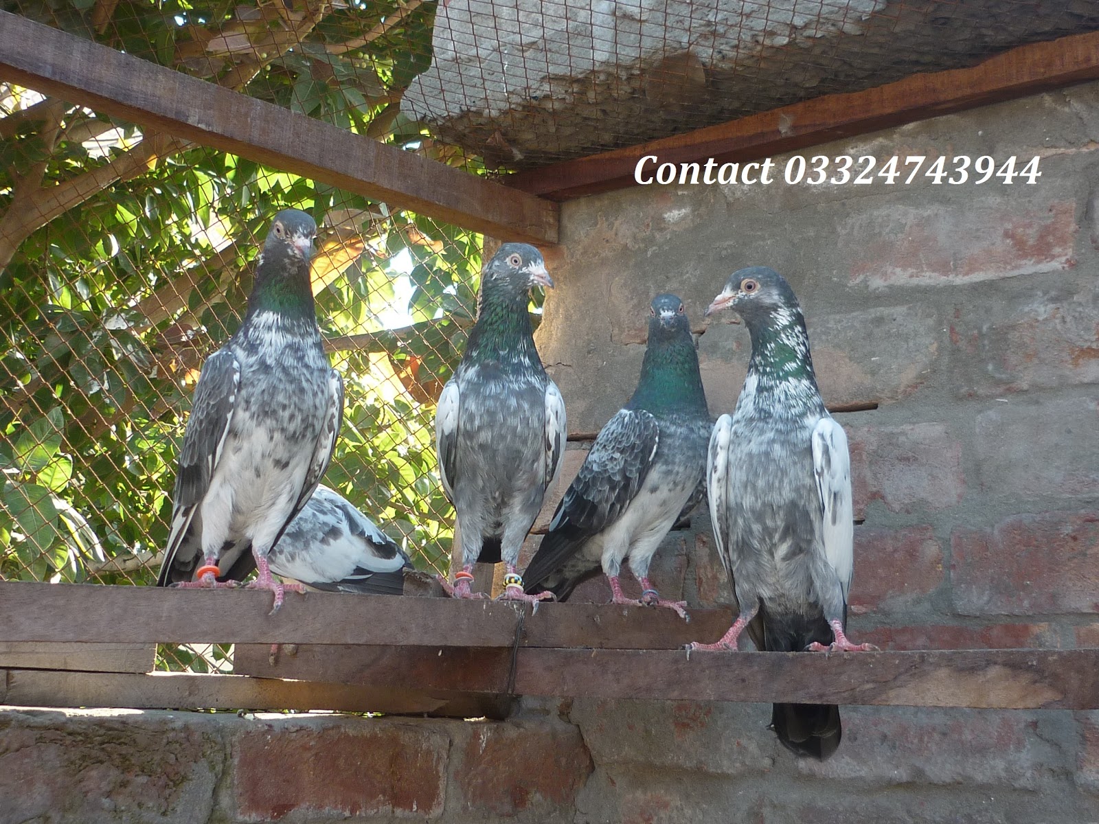 Golden,Teddy,Dabwalay, Pigeons For sales - Pigeons Pics | Latest ...