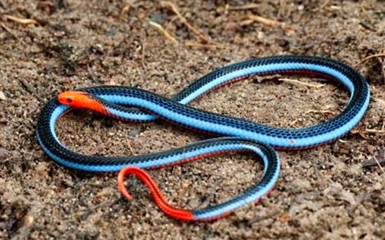 Cobra coral azul da Malásia (Calliophis bivirgatus) ~ Você realmente sabia?