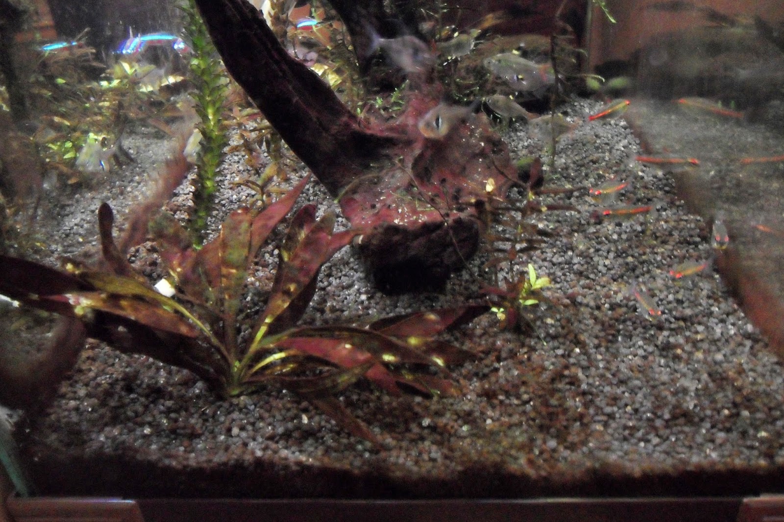 Two Years and Three Months of Cyanobacteria: June 2014