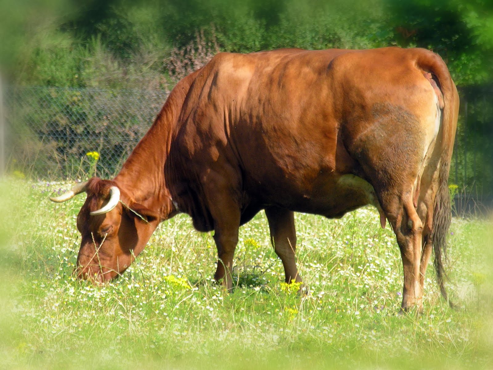 El ojo del buitre: Vaca (Bos taurus)