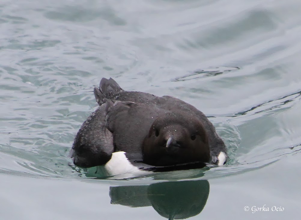 El blog de Gorka Ocio: IMPORTANTE ARRIBA DE ARAOS COMUNES (Uria aalge ...