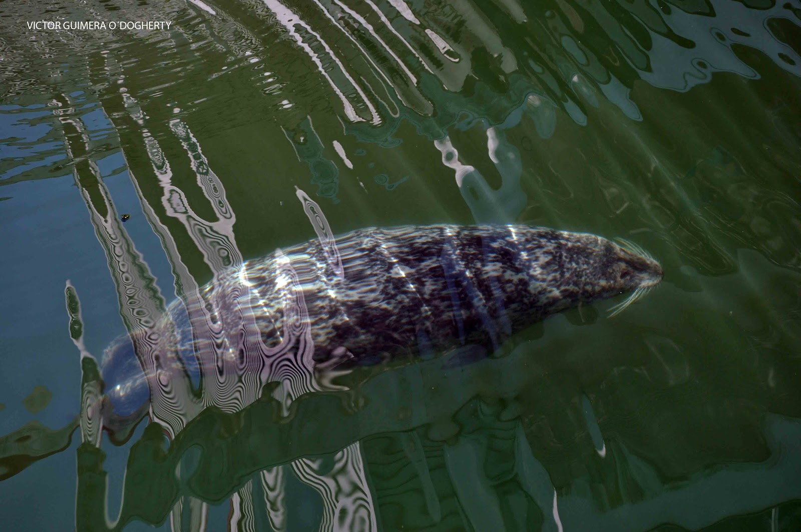 Mis imágenes de aves: UNAS IMAGENES DE LA FOCA MOTEADA