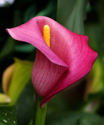Calla Lily-Expensive Flower ~ ThundersCloud