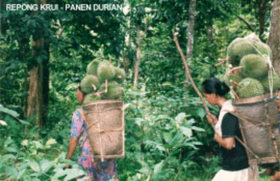 Wanatani Repong Damar : Pengelolaan Alam Lestari ala Krui – Lampung