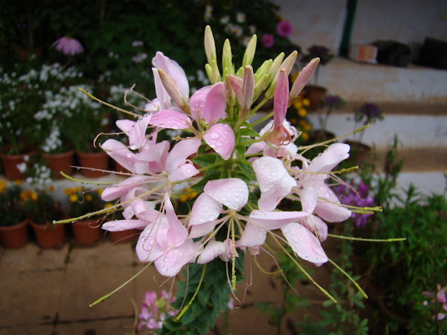 Ganesh Kharat: Ooty Botanical Garden