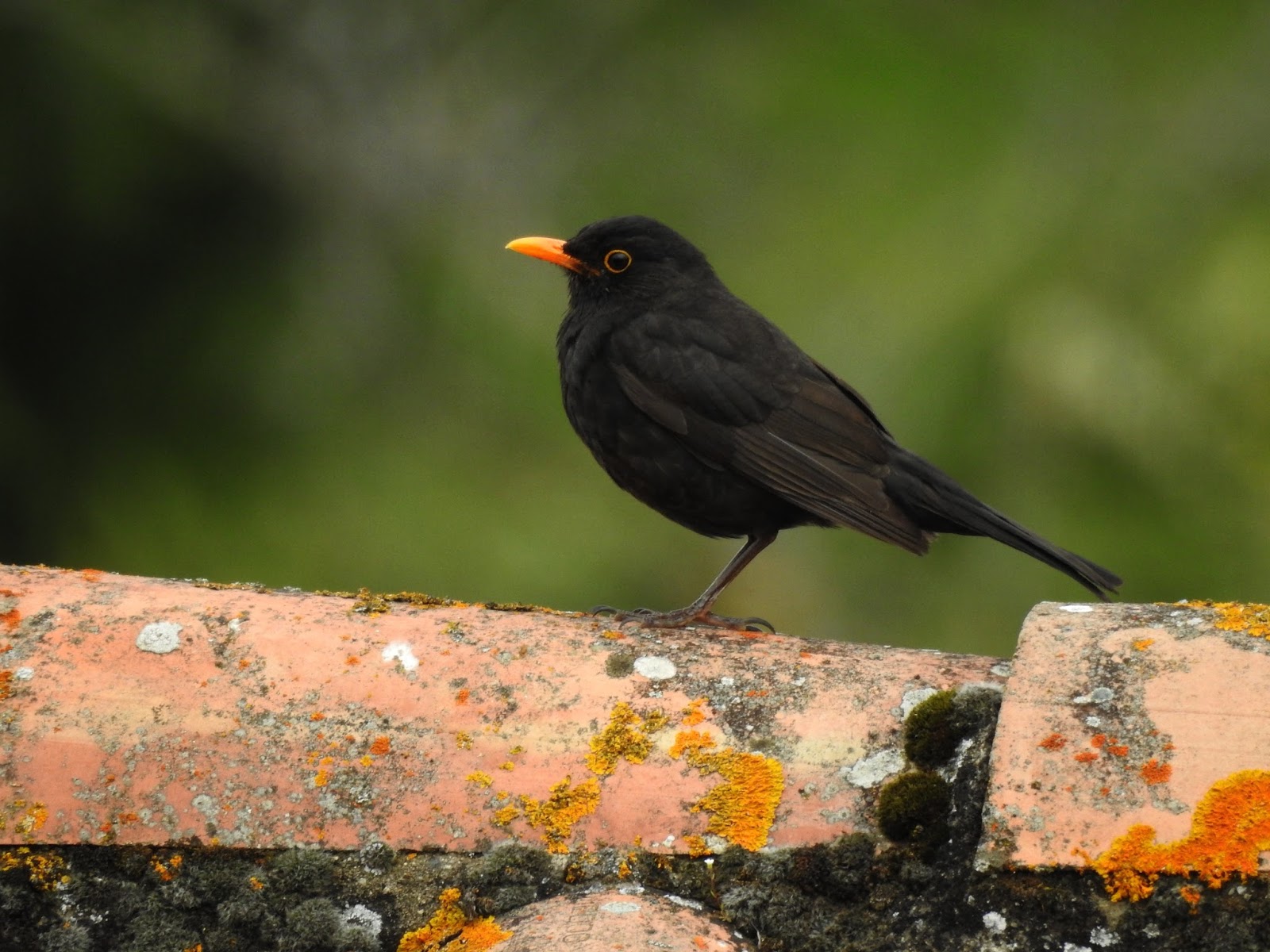 FELIPECHE VIDEO: Merle et son petit en ce début de printemps