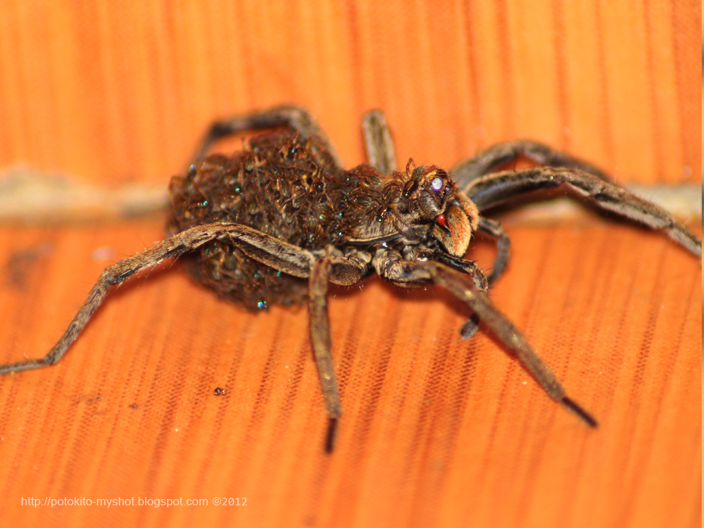 My Shot Gallery of Bengkulu: Wolf Spider (Hogna sp)