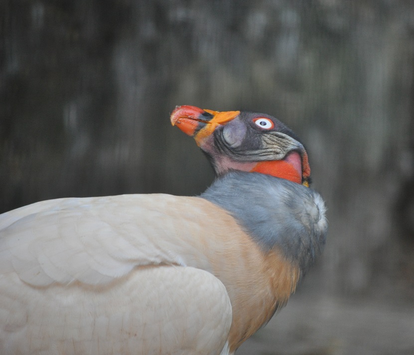 ZOOTOGRAFIANDO (6.100 ANIMALS): ZOPILOTE REY / KING VULTURE ...