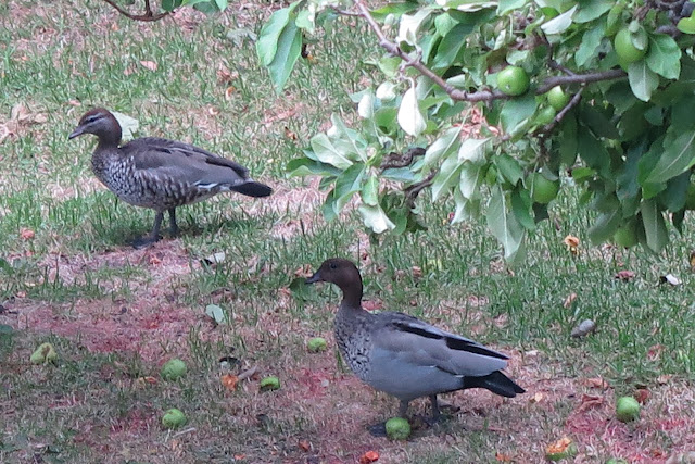 MORNINGTON PENINSULA DAILY: ongoing duck party...