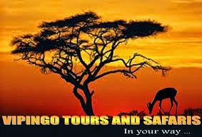 VIPINGO TOURS AND SAFARIS