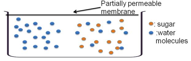 Introduction to Cell Water Relations ~ Dhiraj's Blog