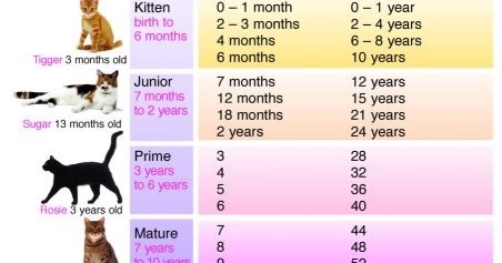 Perbandingan Umur Kucing dan Manusia - kitaran hidup haiwan kucing ...