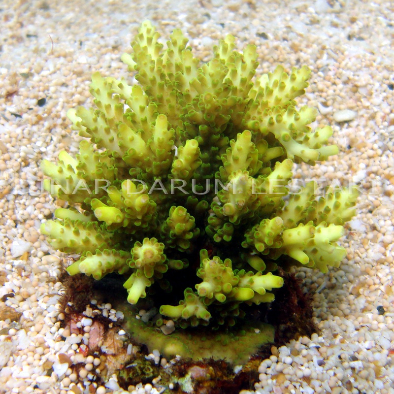 PT. DINAR DARUM LESTARI: Acropora spp