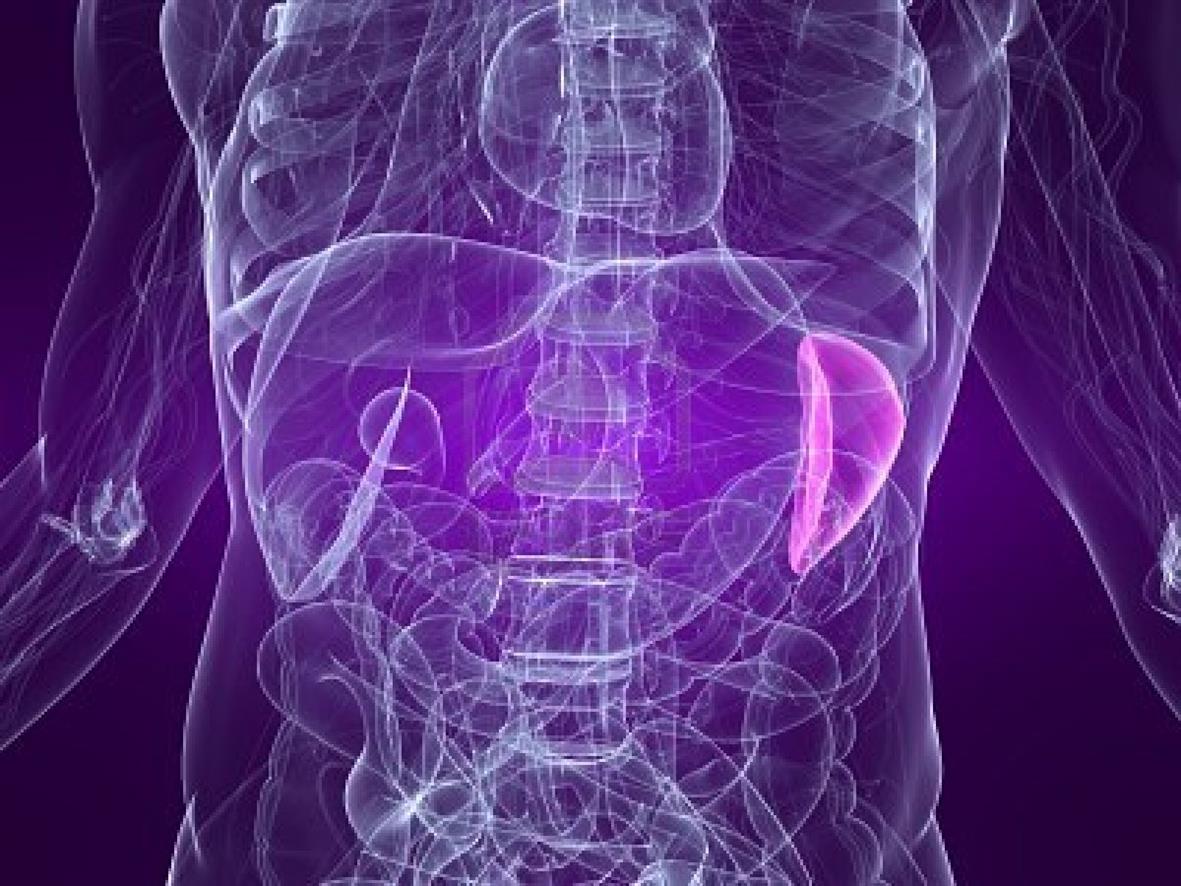 ArteSanos de la Salud: La importancia del bazo