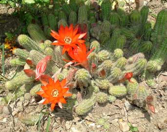Florile si noi-ingrijirea florilor: Cactusii partea II-Cactusii de desert