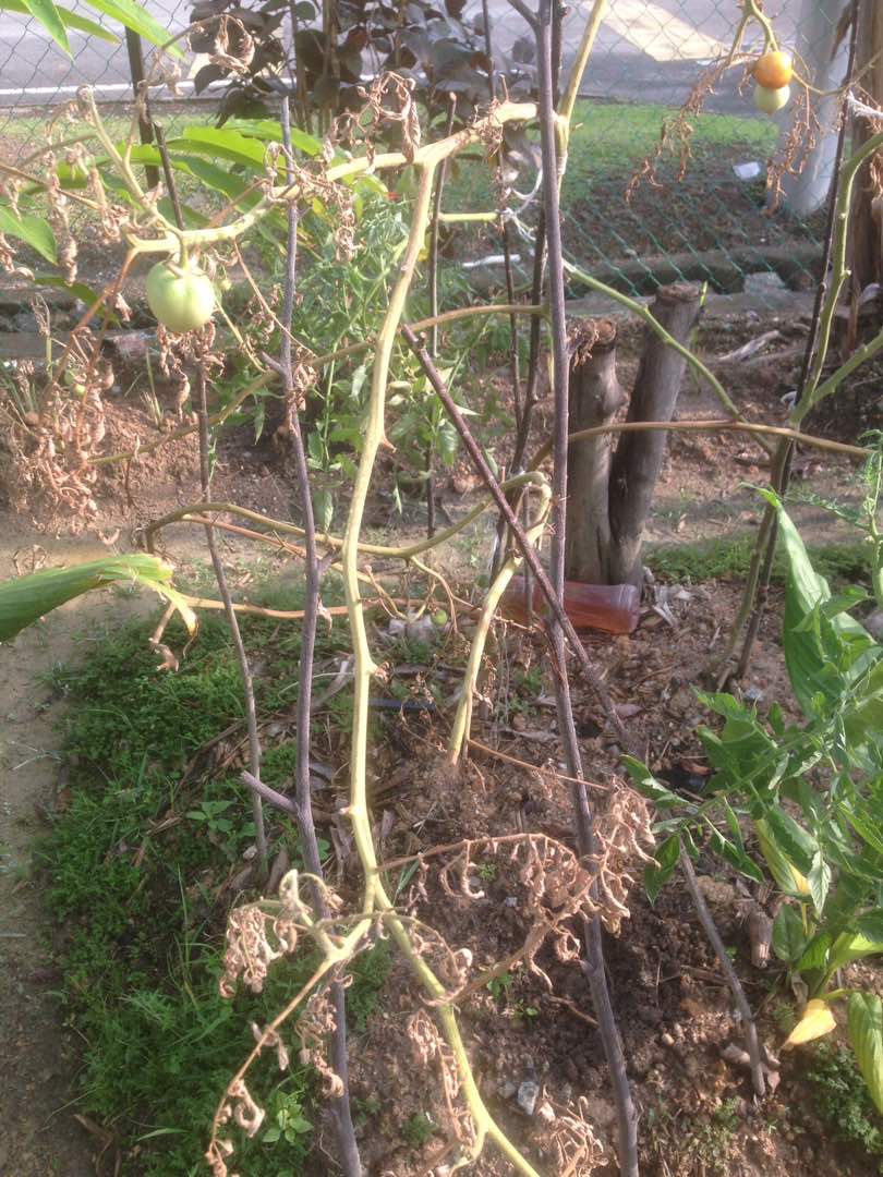 Jom Tanam Sayur ( JTS ) : Penyakit Reput Akar Pokok TomatoJom Tanam ...