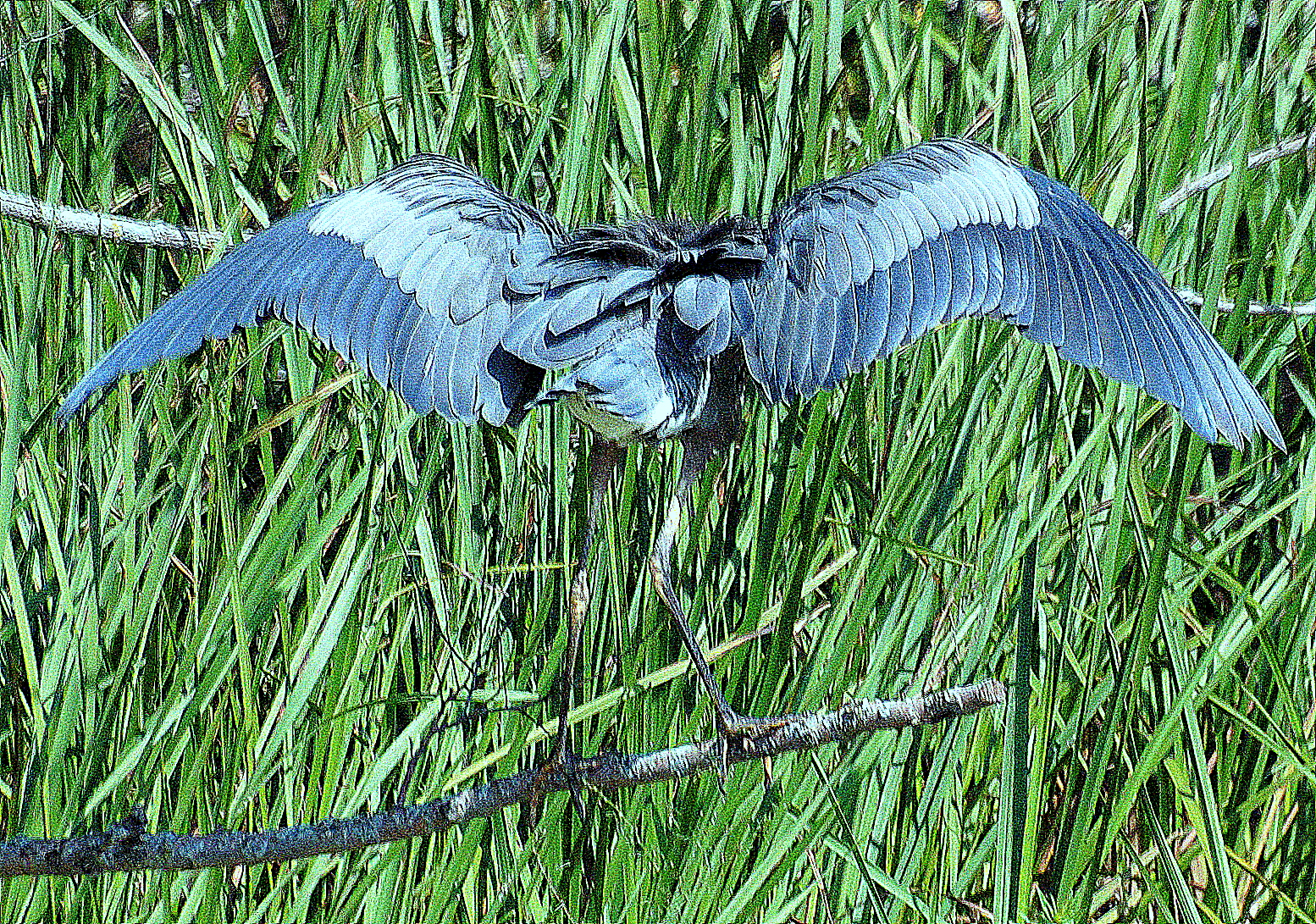BARRY the BIRDER: Birds with no heads