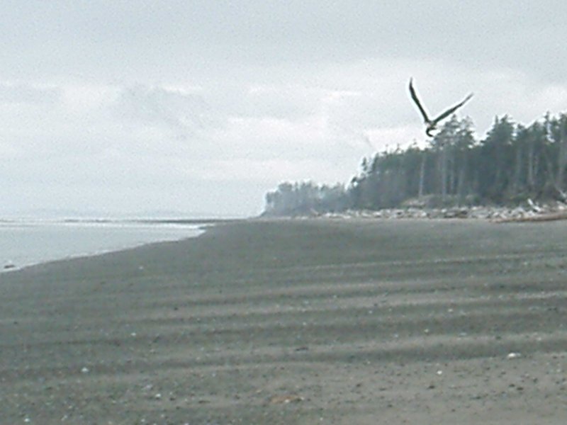 Haida Gwaii Tourism: Hiking the Cape Fife Trail